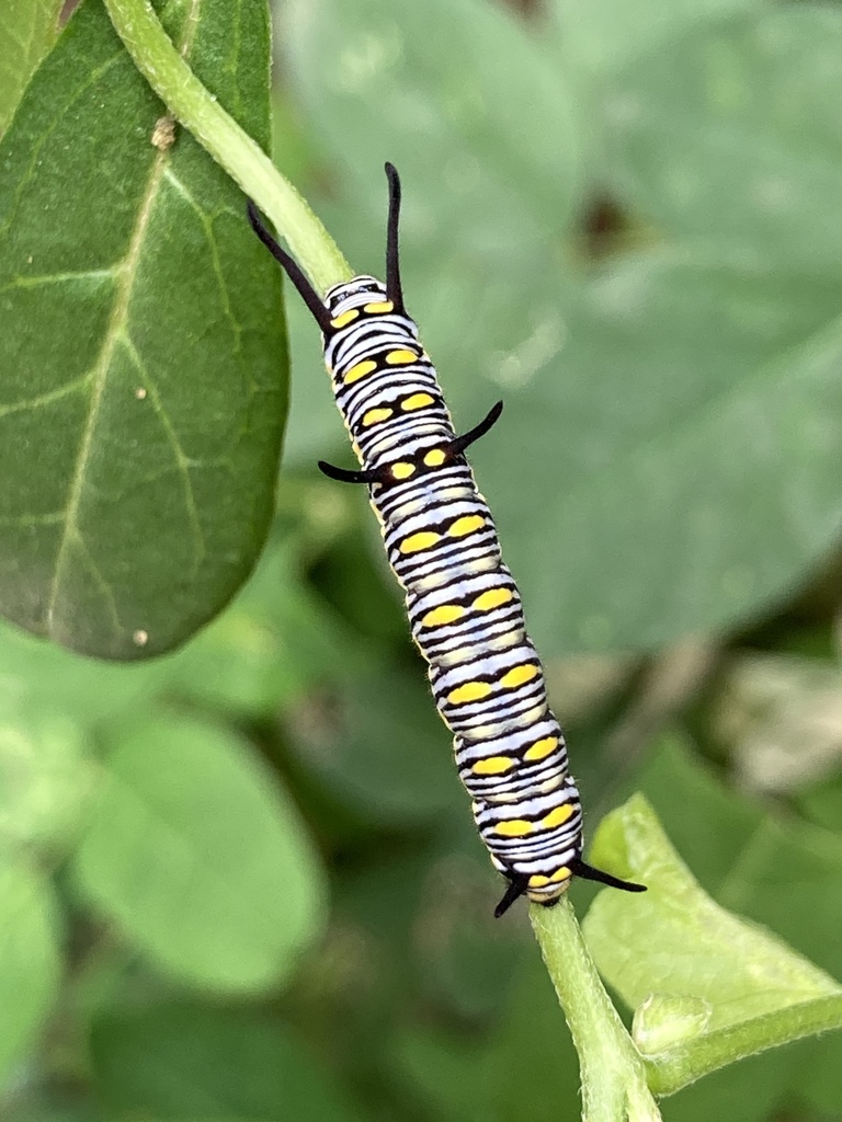 Plain Tiger Butterfly from Harohalli, Ramanagara, KA, IN on July 24 ...