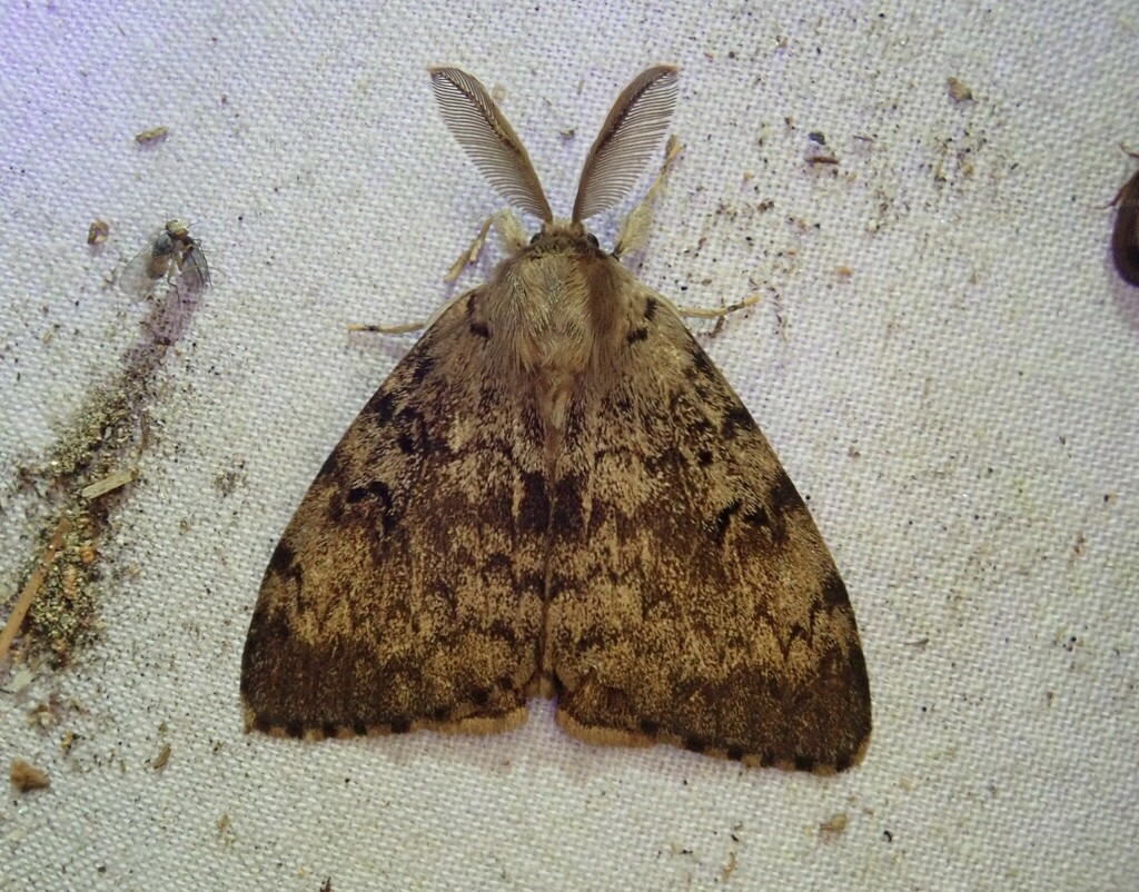 Spongy Moth from Fryeburg, ME 04037, USA on July 23, 2024 at 10:05 PM ...