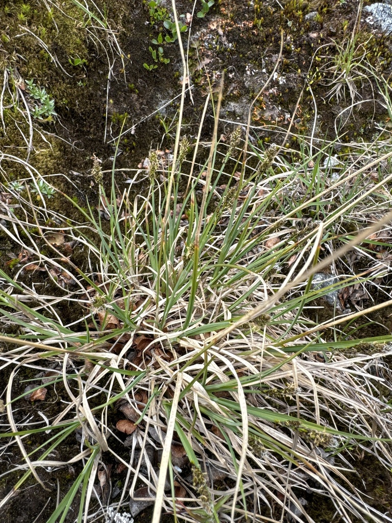 Hare's-foot Sedge from Sermersooq, GL on July 23, 2024 at 10:46 AM by ...
