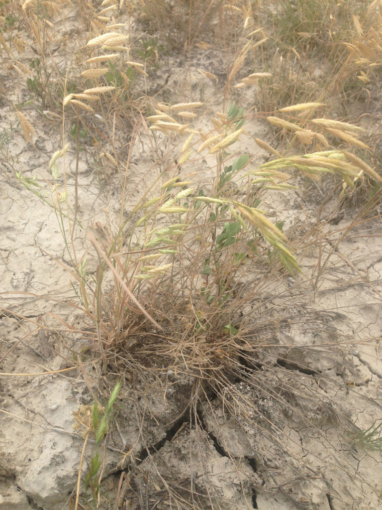 Japanese brome (Plants of St. Vrain State Park) · iNaturalist