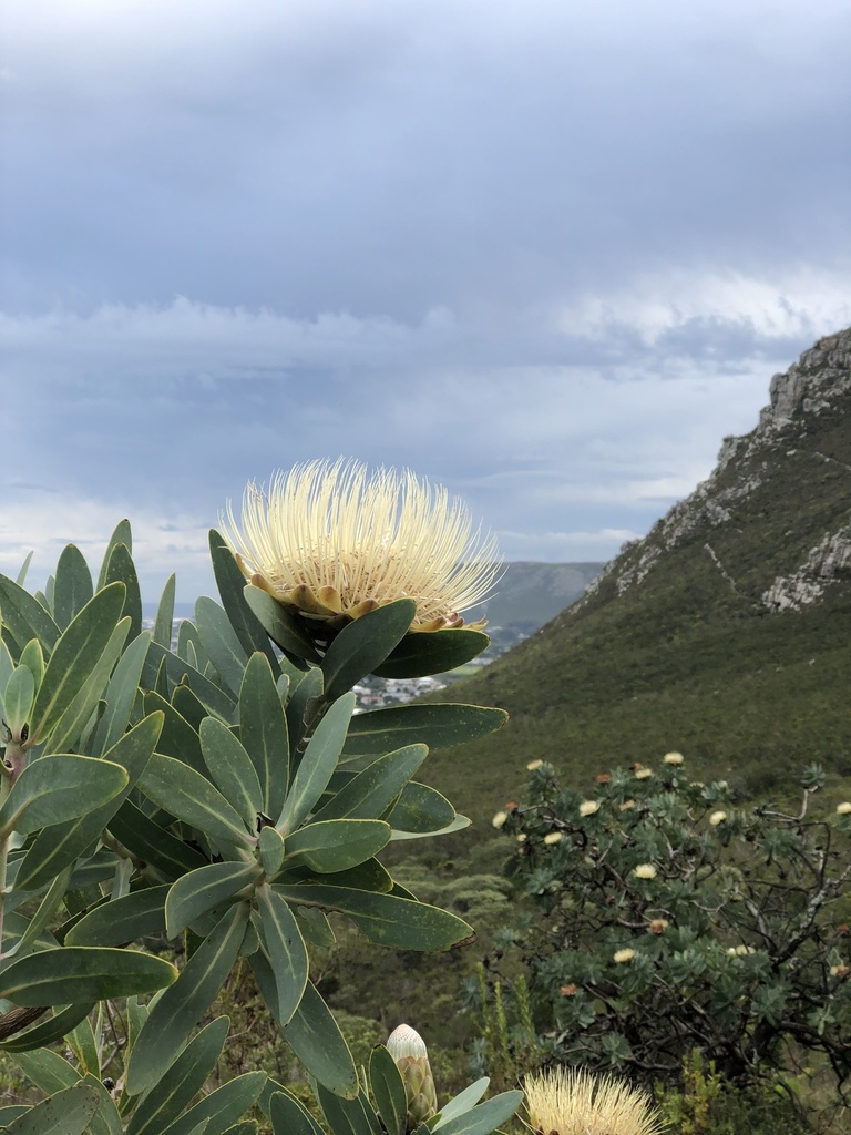 Wagon Tree from Fernkloof Nature Reserve, Greater Hermanus, WC, ZA on ...