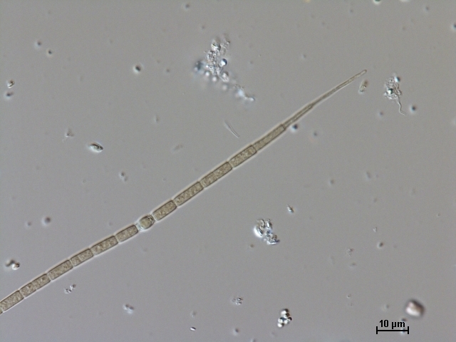 Cuspidothrix from 67260 Harskirchen, France on February 8, 2021 at 12: ...