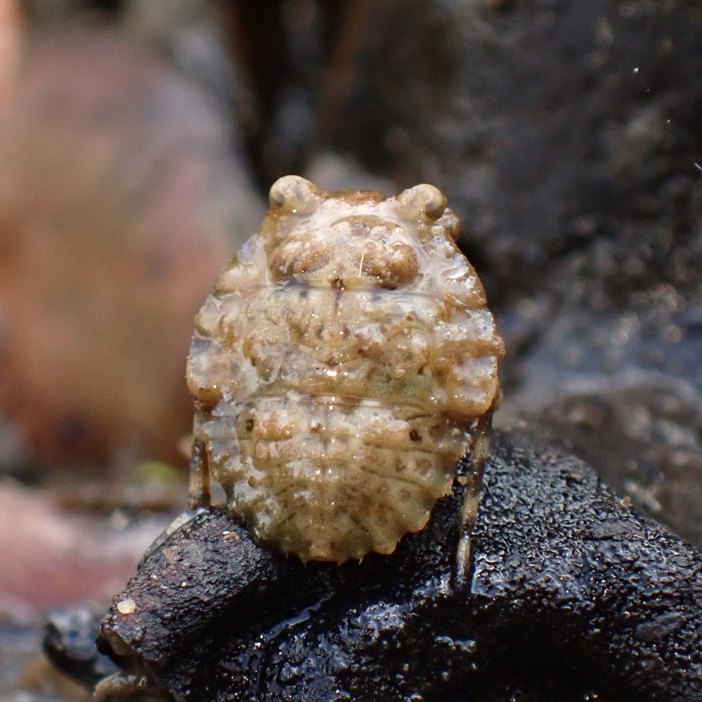 Big-eyed Toad Bug in June 2024 by the_knower · iNaturalist