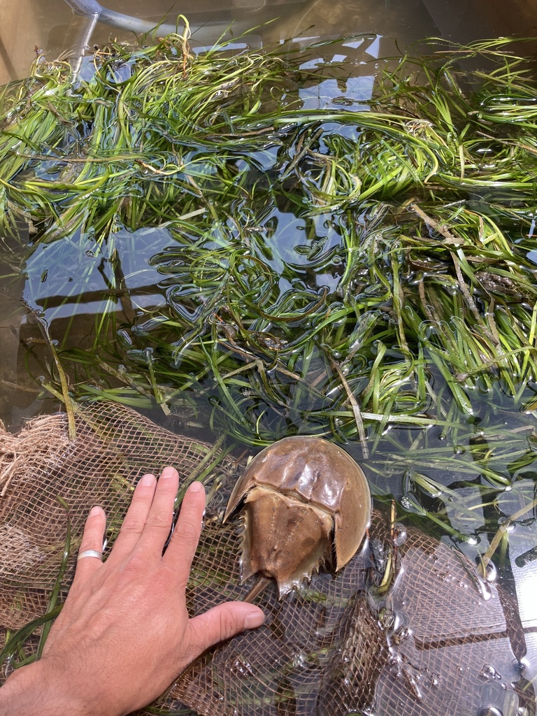 Atlantic Horseshoe Crab from Adams Point State Wildlife Refuge, Durham ...