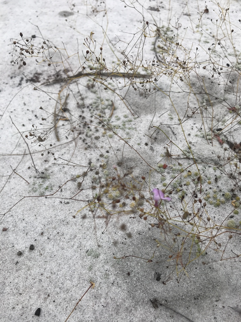 (Philcoxia) - Botanical Realm
