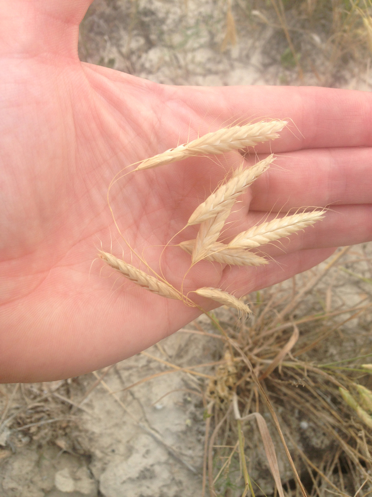 Japanese brome (Plants of St. Vrain State Park) · iNaturalist