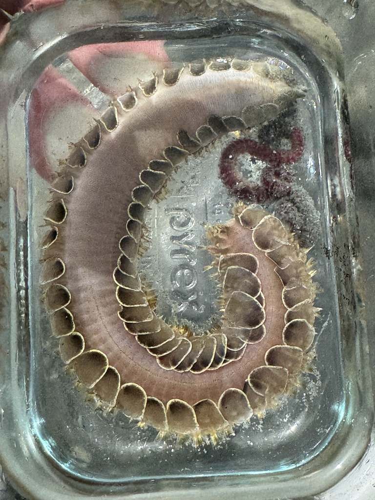 Polychaete Worms from Back Sound, NC, US on July 23, 2024 at 03:53 PM ...