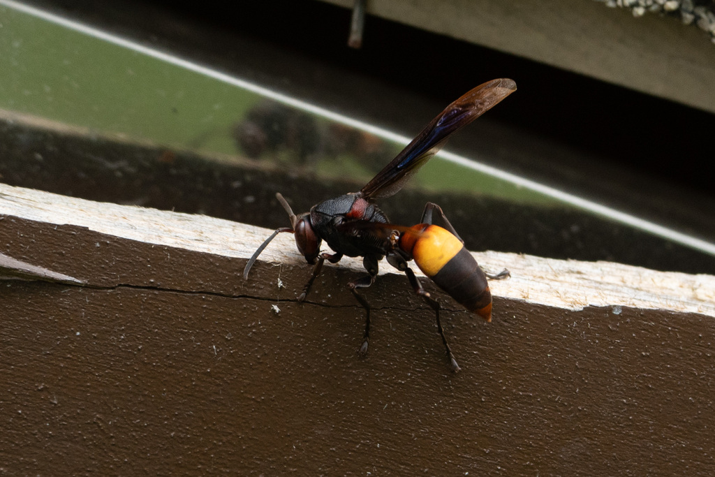 Banded Paper Wasp from 中国云南省西双版纳傣族自治州勐腊县 on July 23, 2024 at 03:43 PM ...