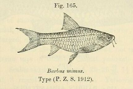 (Enteromius mimus) - Marine Life Identification