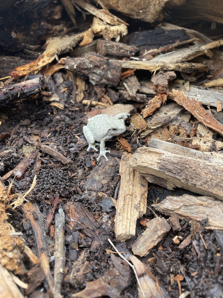 Cope's Gray Treefrog from Lakeshore Nature Preserve, Madison, WI, US on ...