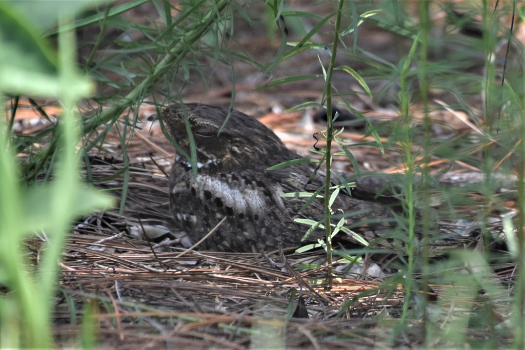 Chuck-will's-widow from Hilochee WMA on June 5, 2019 by Tom Palmer ...