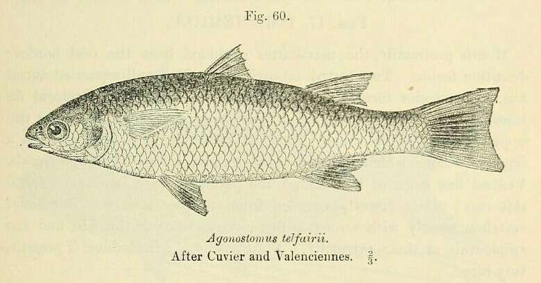 Fairy Mullet (Agonostomus telfairii) - Marine Life Identification