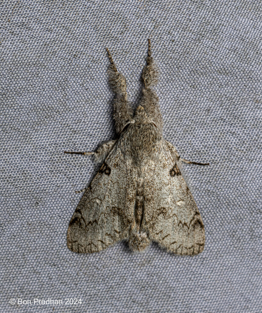 Calliteara postfusca from Takdah, West Bengal, India on July 23, 2024 ...