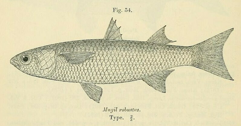 Robust Mullet (Osteomugil robustus) - Marine Life Identification