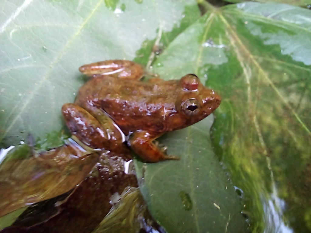Common skittering frog from Rathninda, Sri Lanka on July 21, 2024 at 08 ...