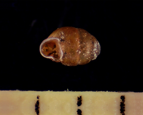 Blade Vertigo (Snails of Ontario) · iNaturalist