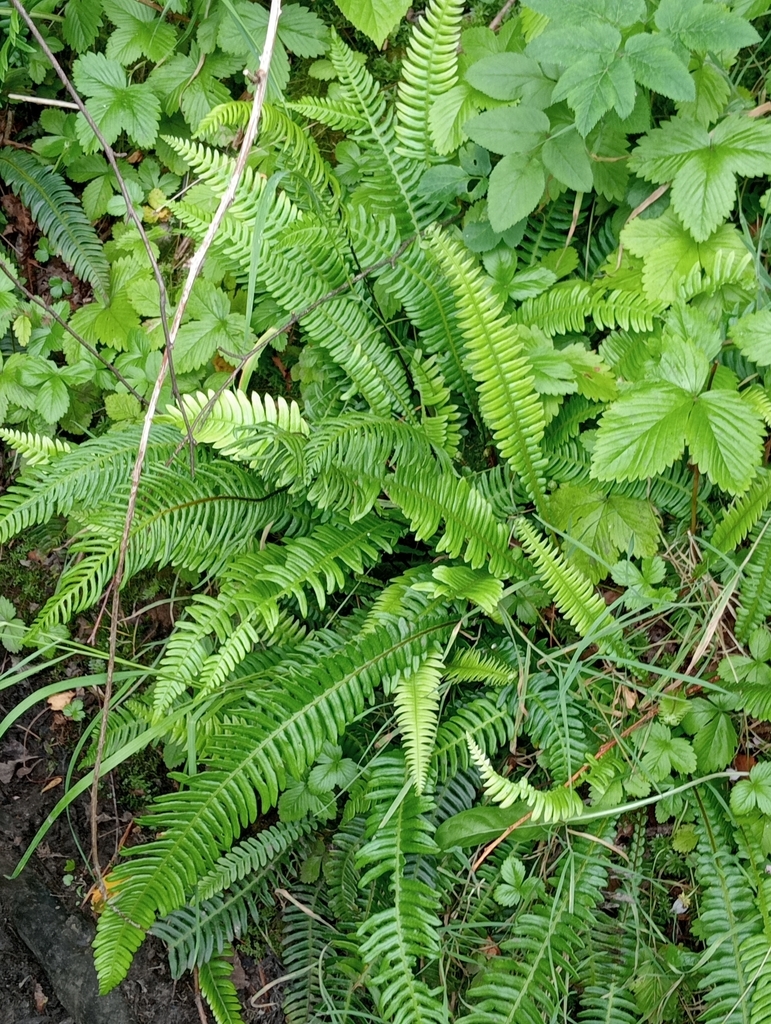 deer fern from York YO19 6BG, UK on July 24, 2024 at 04:33 PM by ...