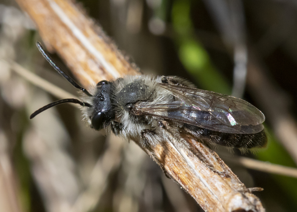 Mining Bees from Riverside-Albert, NB E4H, Canada on June 05, 2019 at ...