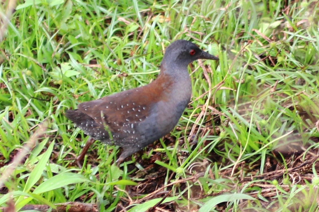 Galápagos Rail (Laterallus spilonota) - Avian Discovery