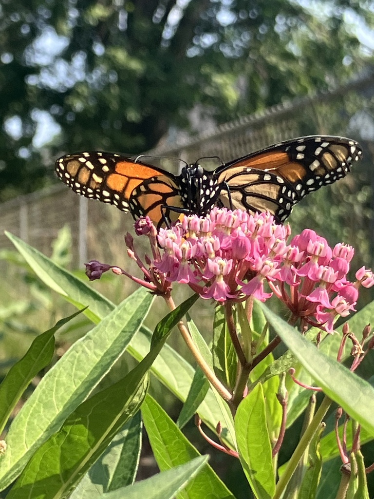 Monarch from W 37th St, Minneapolis, MN, US on July 24, 2024 at 10:13 ...