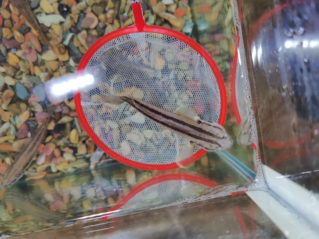 Chameleon Goby from Shanghai, Shanghai, CN on April 6, 2024 at 05:26 PM ...