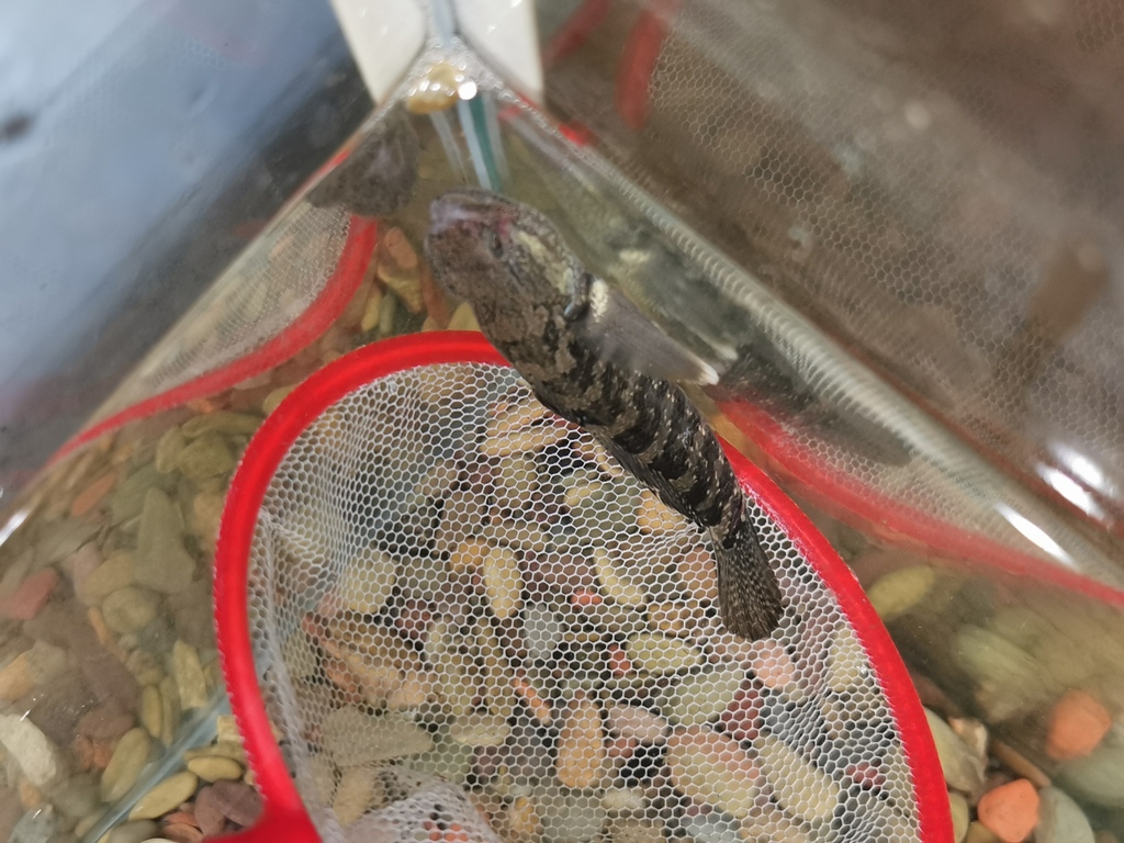 Shimofuri Goby from Shanghai, Shanghai, CN on April 6, 2024 at 05:25 PM ...