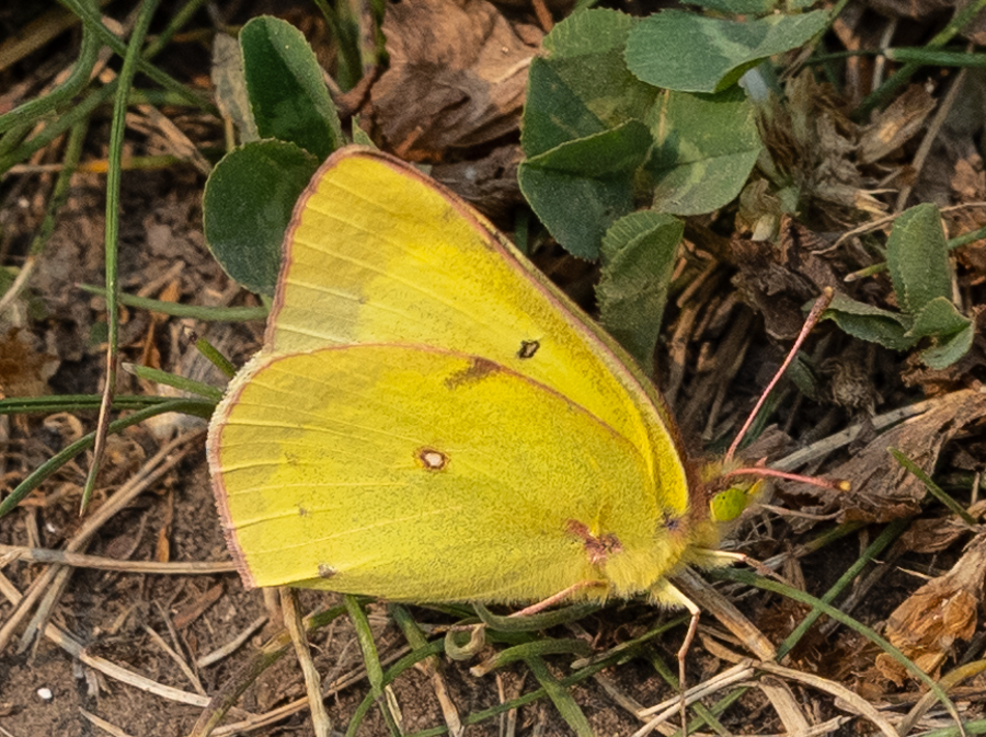 Colias philodice eriphyle from Parkland County, AB, Canada on July 23 ...
