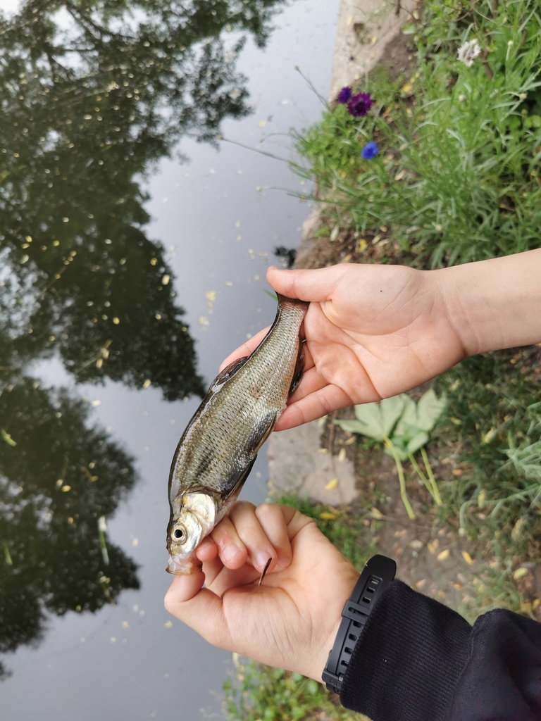 predatory carp from Shanghai, Shanghai, CN on April 29, 2024 at 12:18 ...