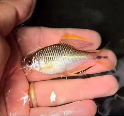 Paratanakia chii in May 2024 by Herpeto-Ichthyo Ecosystems and ...