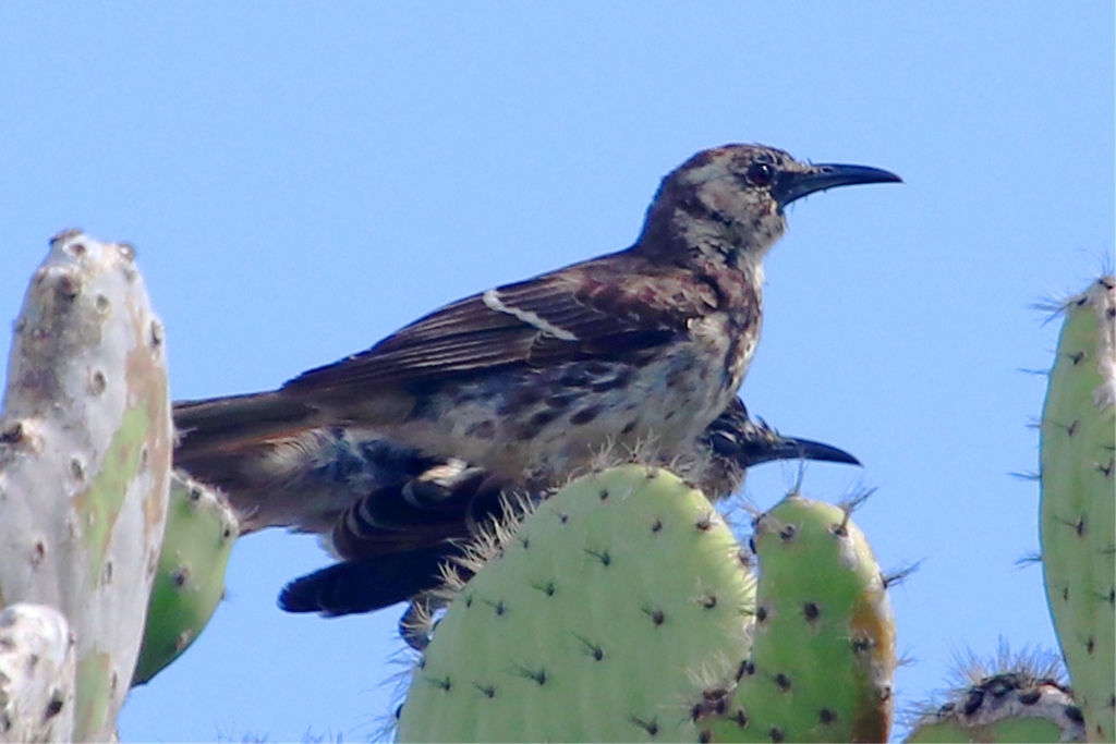 Floreana Mockingbird in April 2019 by subhashc · iNaturalist