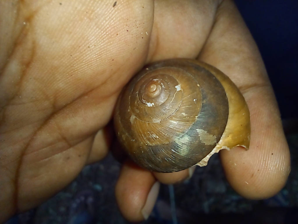 Cryptozona from Etanwala, Sri Lanka on July 21, 2024 at 09:44 AM by Dulyana Apoorva ...