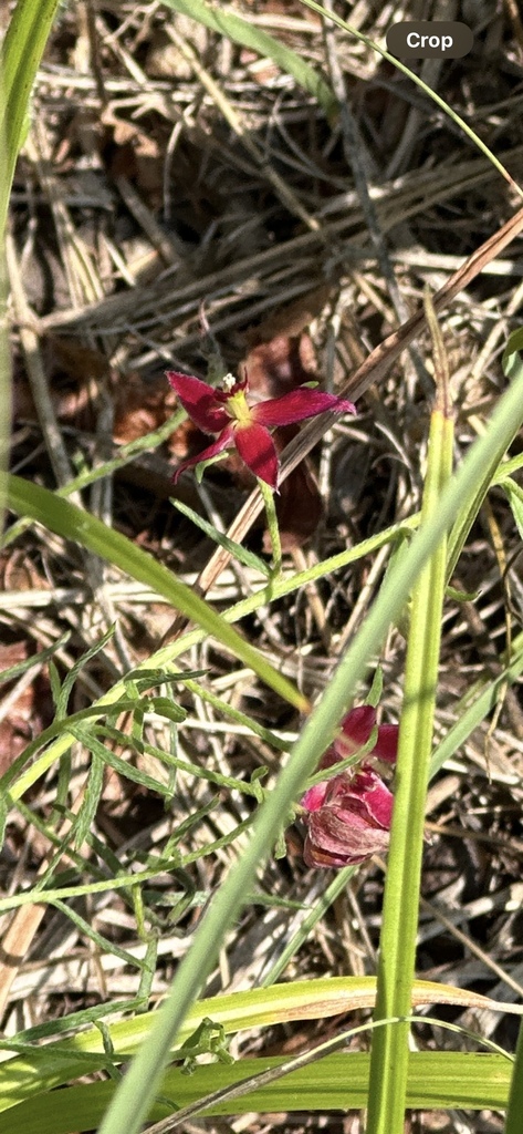 Trailing Rhatany in July 2024 by sam jobe · iNaturalist