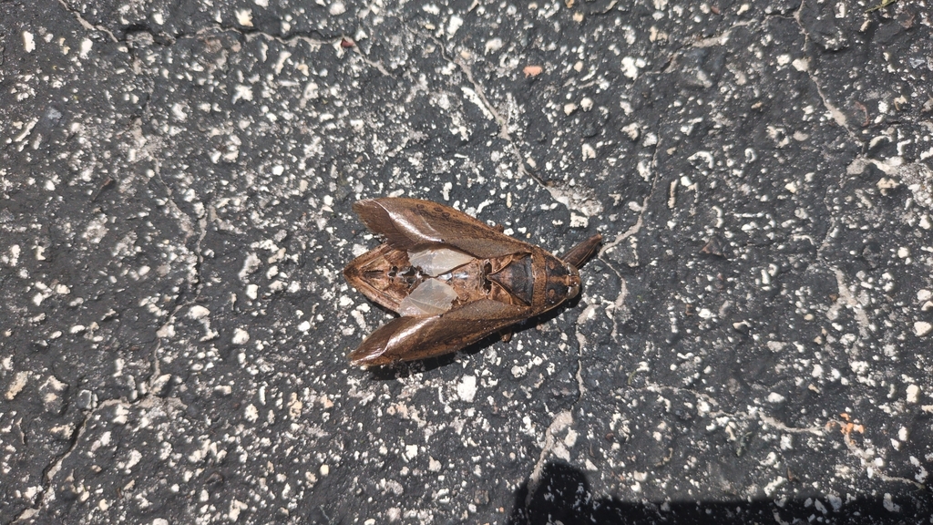 Eastern Toe-biter from Wimauma, FL 33598, USA on July 24, 2024 at 12:25 ...