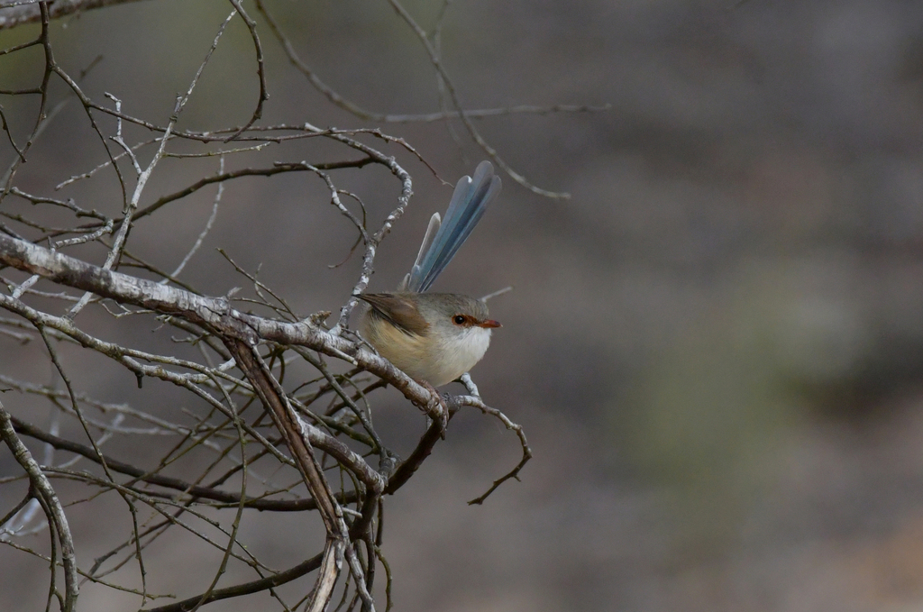 Variegated Fairywren from Muirlea QLD 4306, Australia on May 11, 2024 ...
