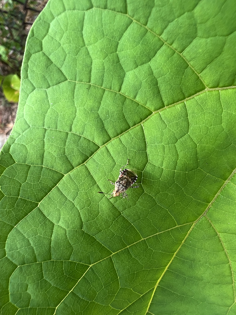 Hibiscus Scentless Plant Bug from 12th Pl NE, Washington, DC, US on ...