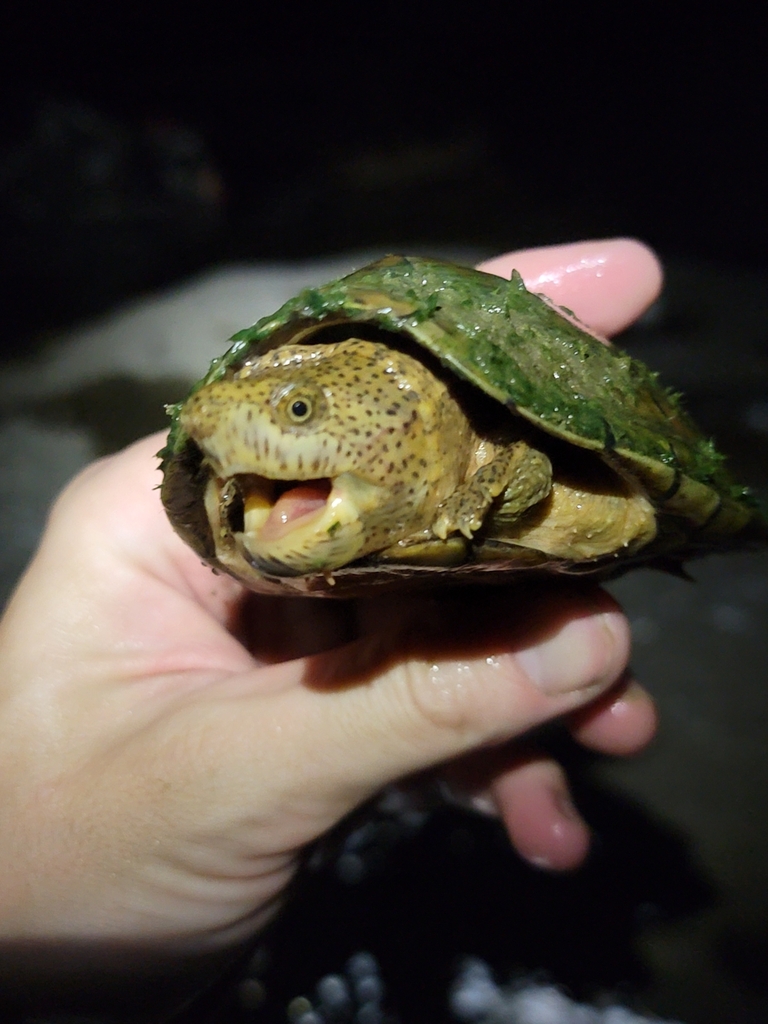Razor-backed Musk Turtle from Sycamore Park, Parker Essex Boaz, Fort ...