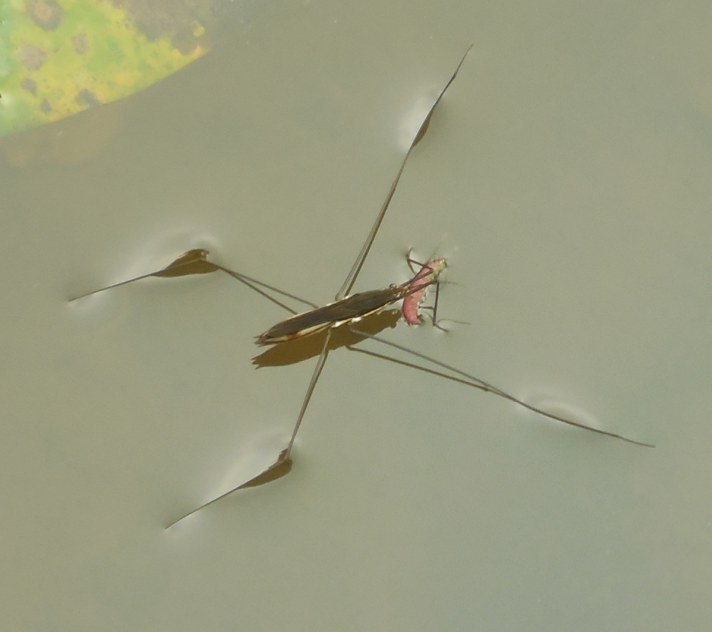 Giant Water Strider from Luoyang, CN-HE, CN on July 24, 2024 at 02:13 ...