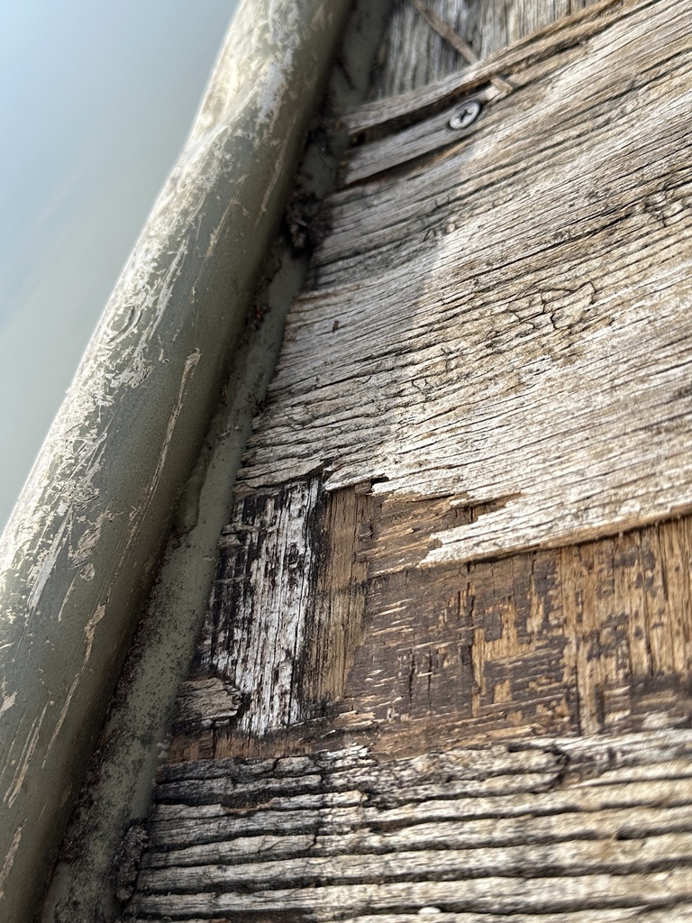 Typical Jumping Spiders from Gore Orphanage Rd, Wakeman, OH, US on July ...