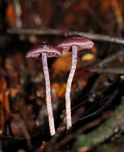 Thaxterogaster submagellanicus · iNaturalist United Kingdom