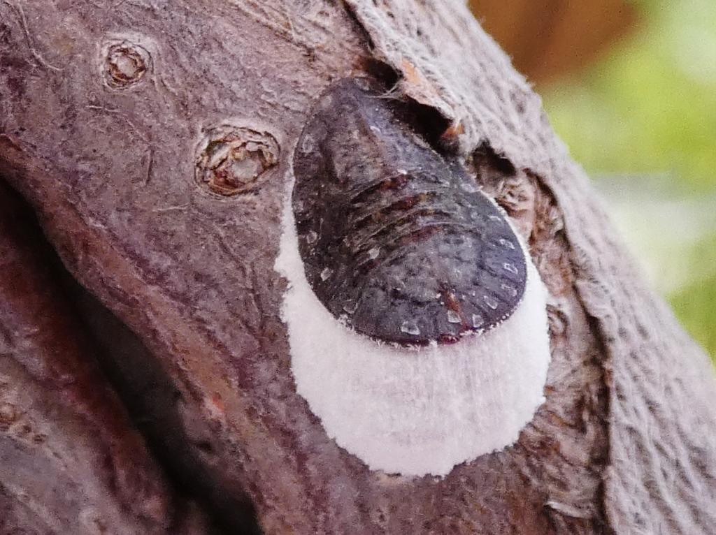 Soft scales from Douglas County, US-NE, US on June 5, 2019 at 05:37 AM ...