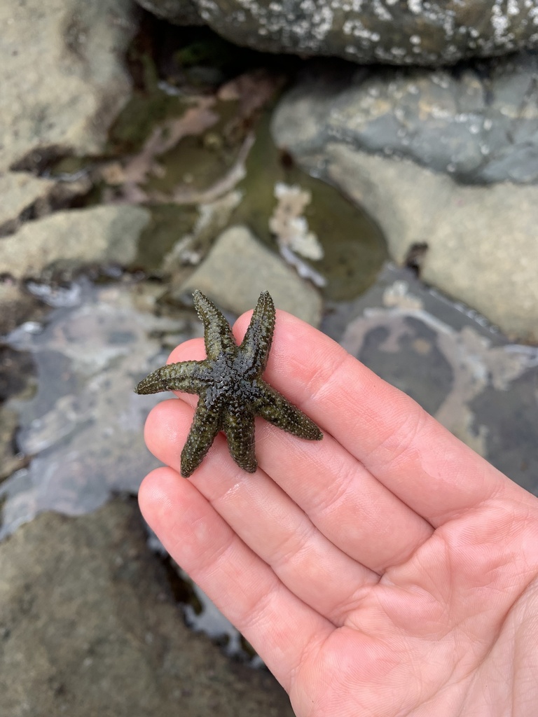 Six-rayed Star from North Pacific Ocean, Capital, BC, CA on July 17 ...