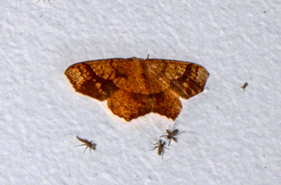 Oak Besma Moth from Bill's backyard, Lewes, DE on July 24, 2024 at 02: ...