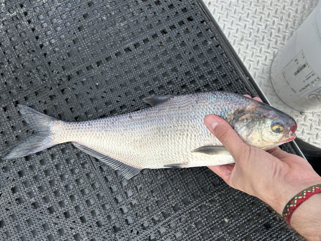 American Gizzard Shad from Saint Martin Bay, St. Ignace, MI, US on July ...