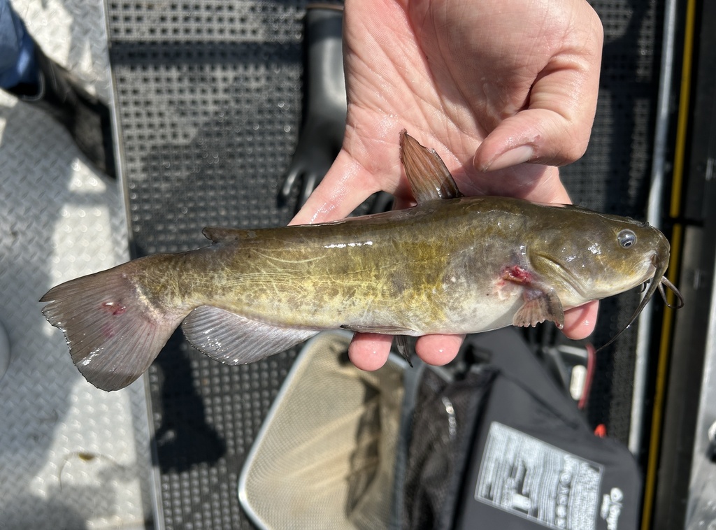 Brown Bullhead from Pine River, Hessel, MI, US on July 24, 2024 at 12: ...