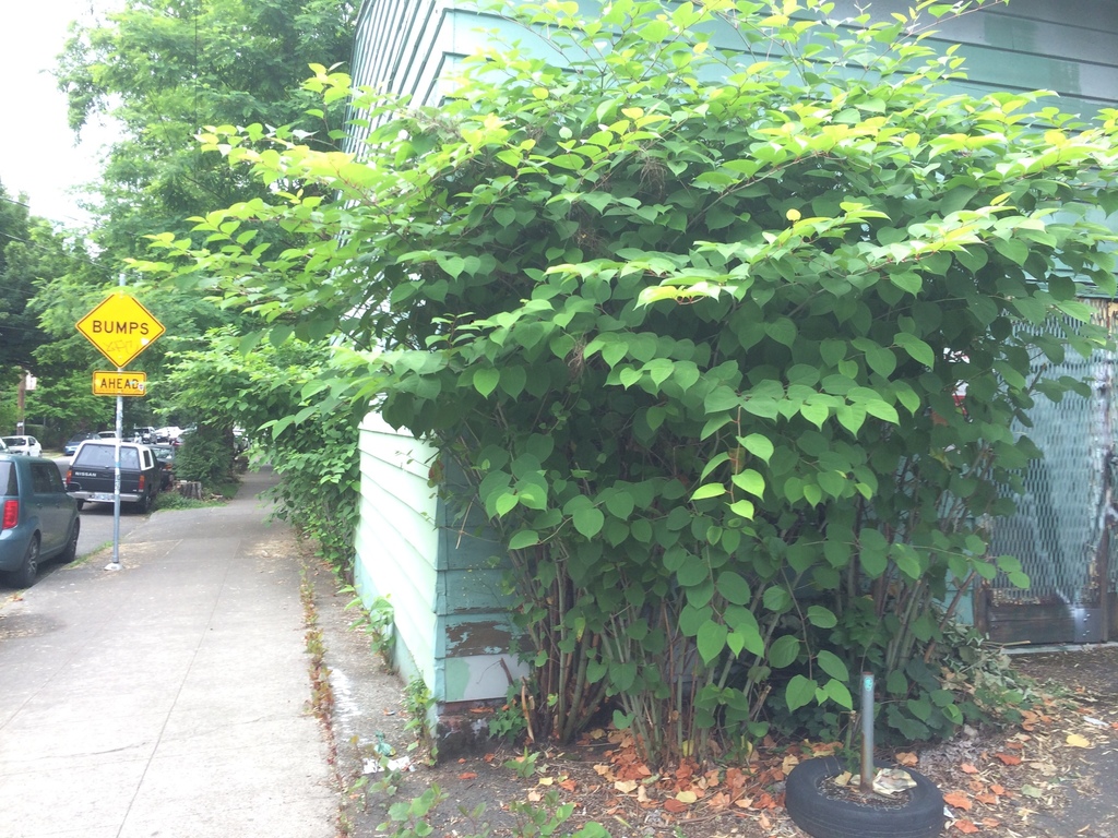 Japanese knotweed from 2801-2809 SE Stark St, Portland, OR, US on June ...