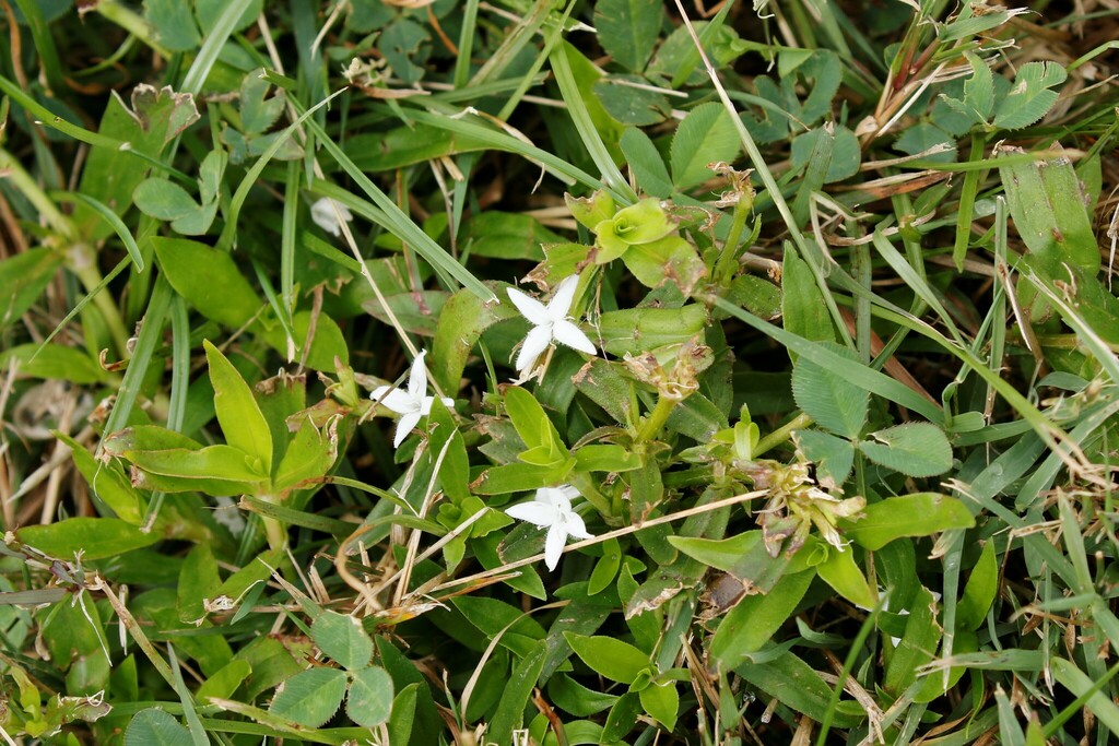 buttonweed from Shady Side, MD, USA on July 20, 2024 at 12:51 PM by Ron ...