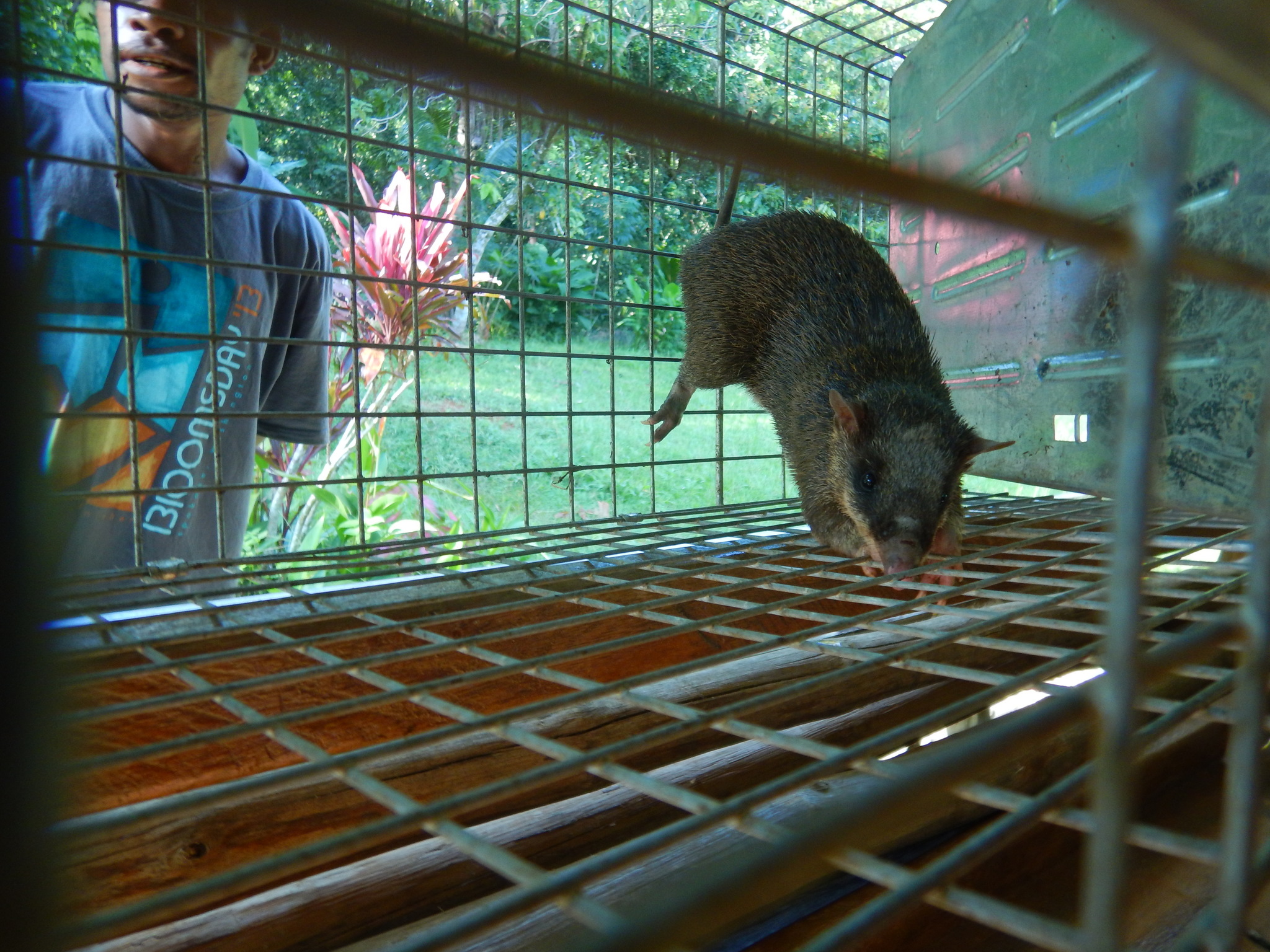 Echymipera Lesson, 1842