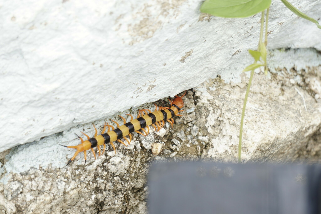 Indian Tiger Centipede from Moodiganahalli, Karnataka, India on ...