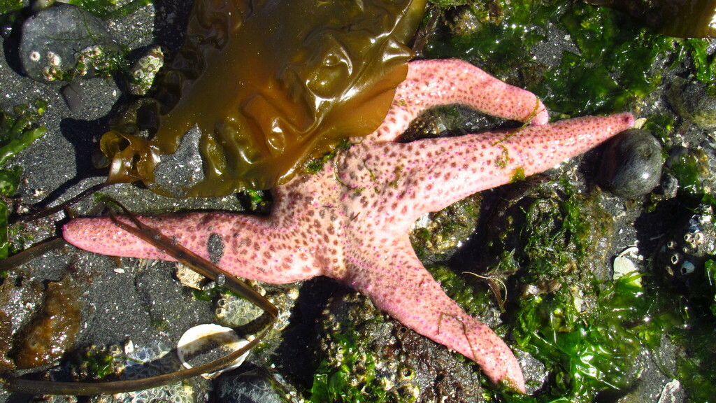 Giant Pink Sea Star in July 2024 by Mieke A Lee · iNaturalist