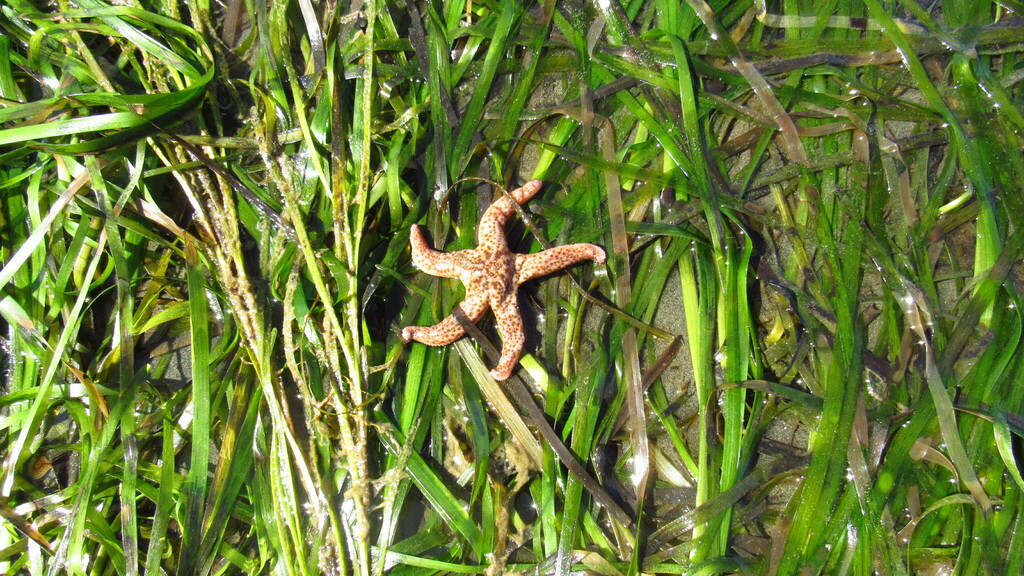 Giant Pink Sea Star in July 2024 by Mieke A Lee · iNaturalist
